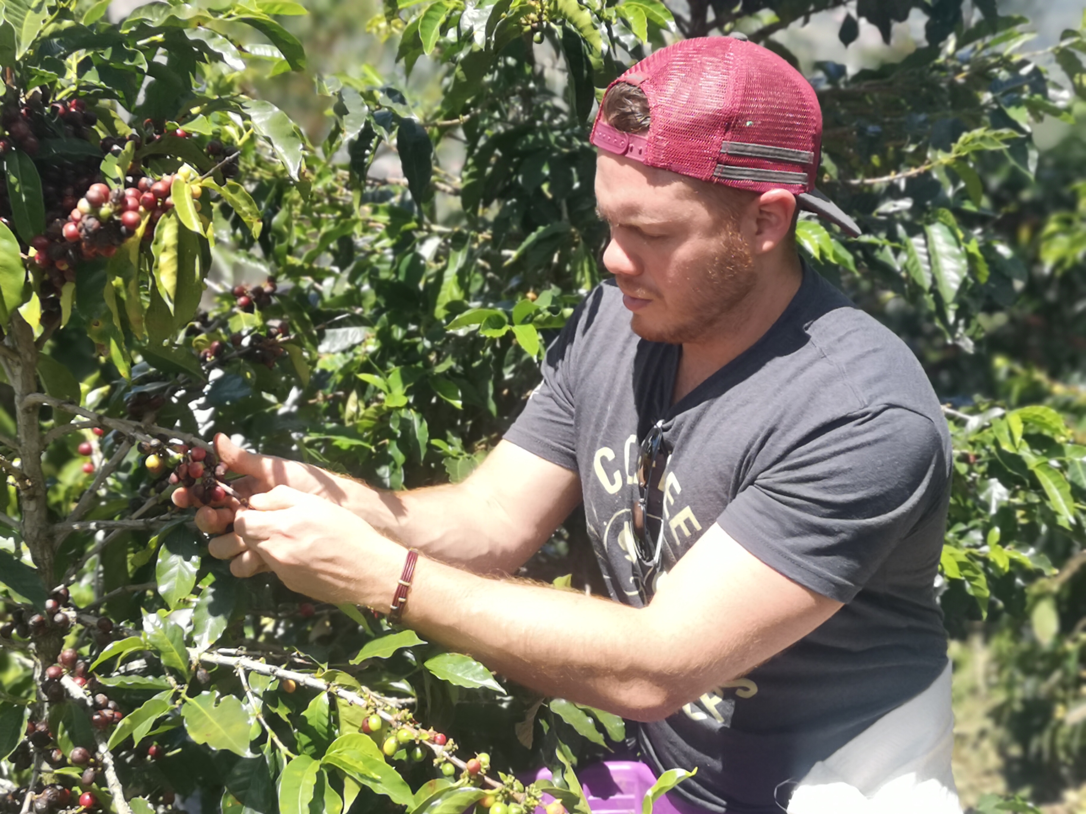 Your lockdown coffee training: an interview with AST barista trainer ...